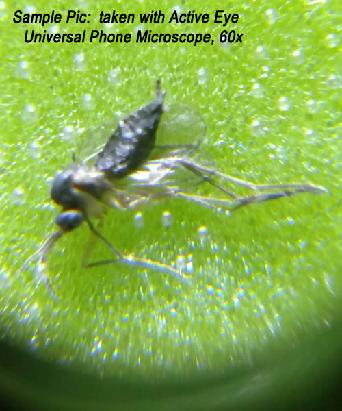 Active Eye - Active Eye Universal Phone Microscope, 60x, w/clamp #AEM60C