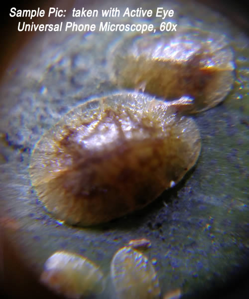 Active Eye - Active Eye Universal Phone Microscope, 60x, w/clamp #AEM60C